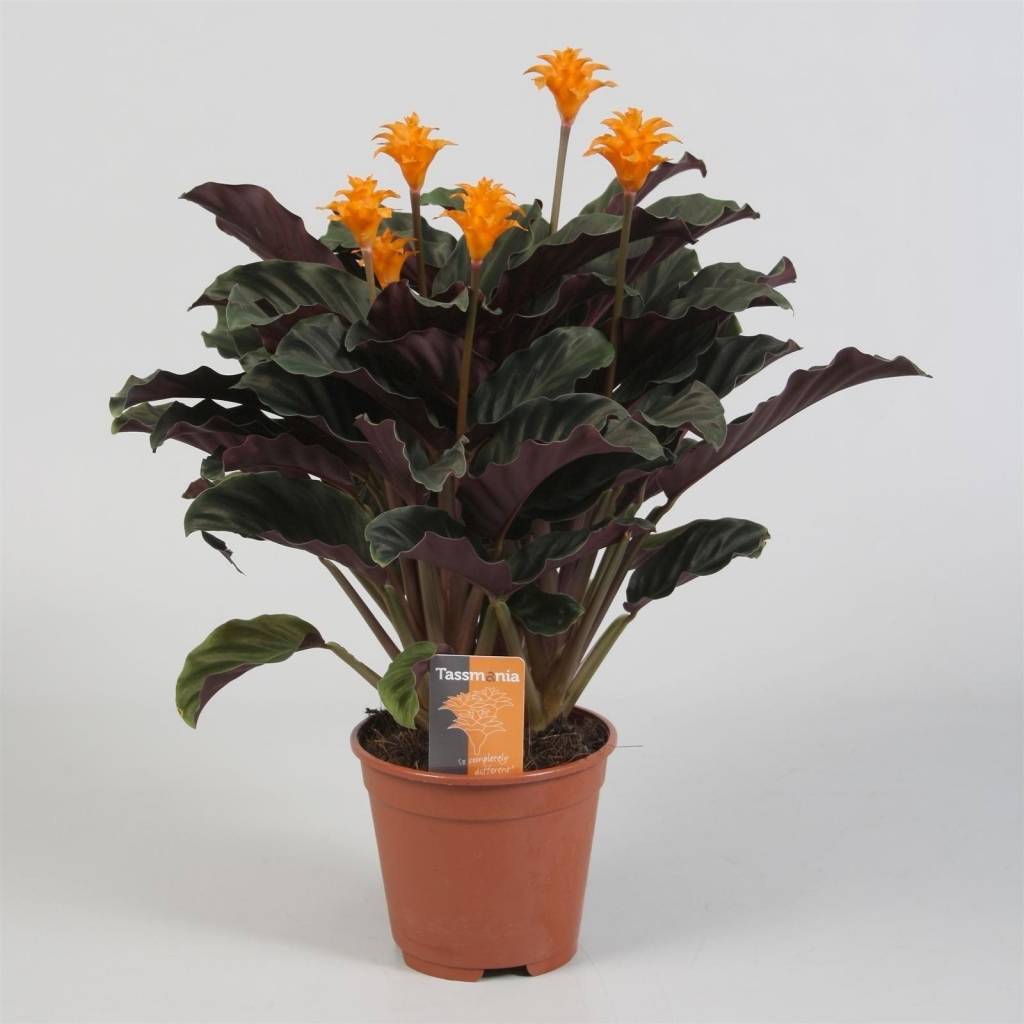 Le calathea – Crée ton abondance