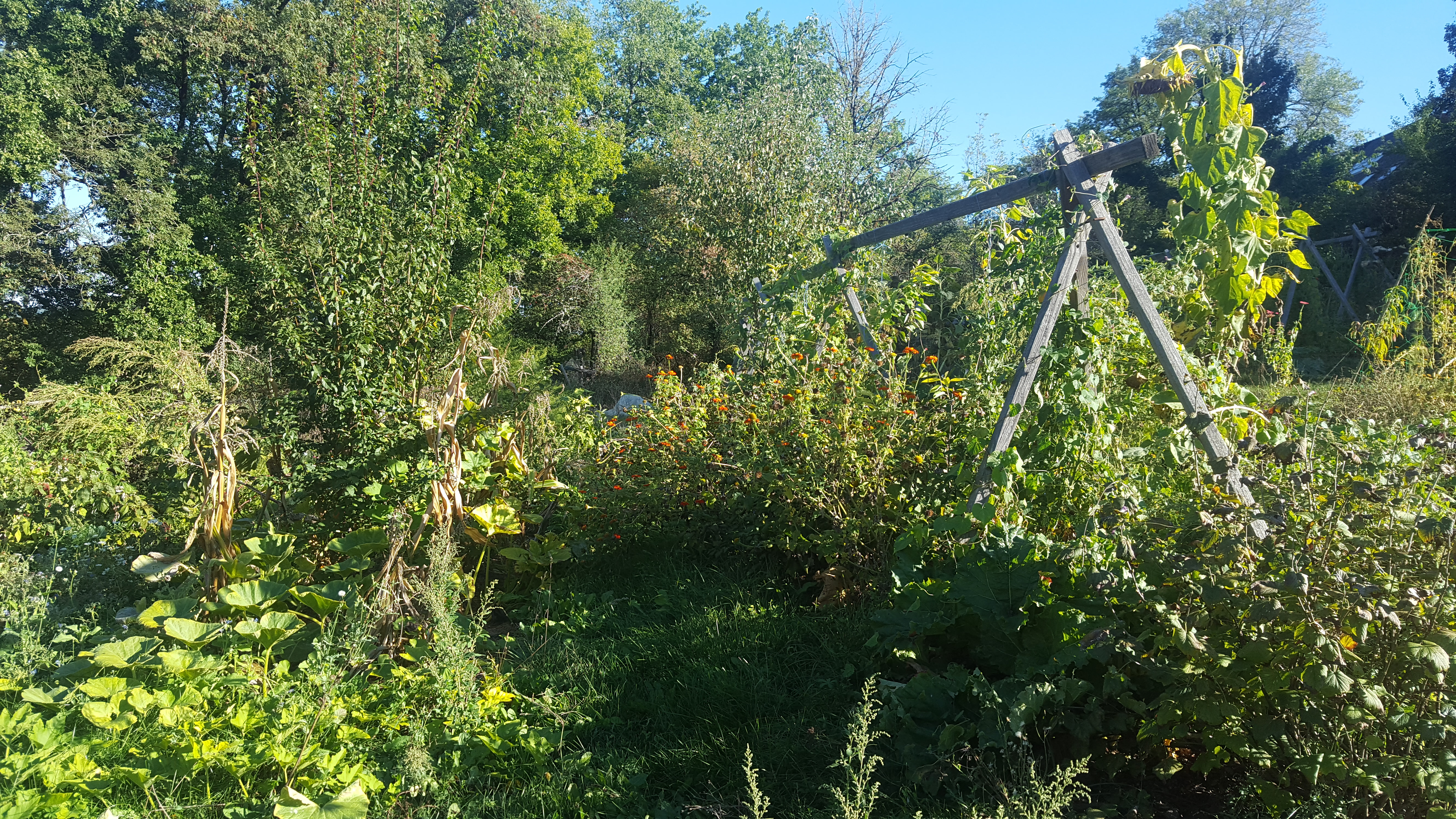 Agriculture syntropique. Le jardin en syntropie de Marieke – Crée ton ...