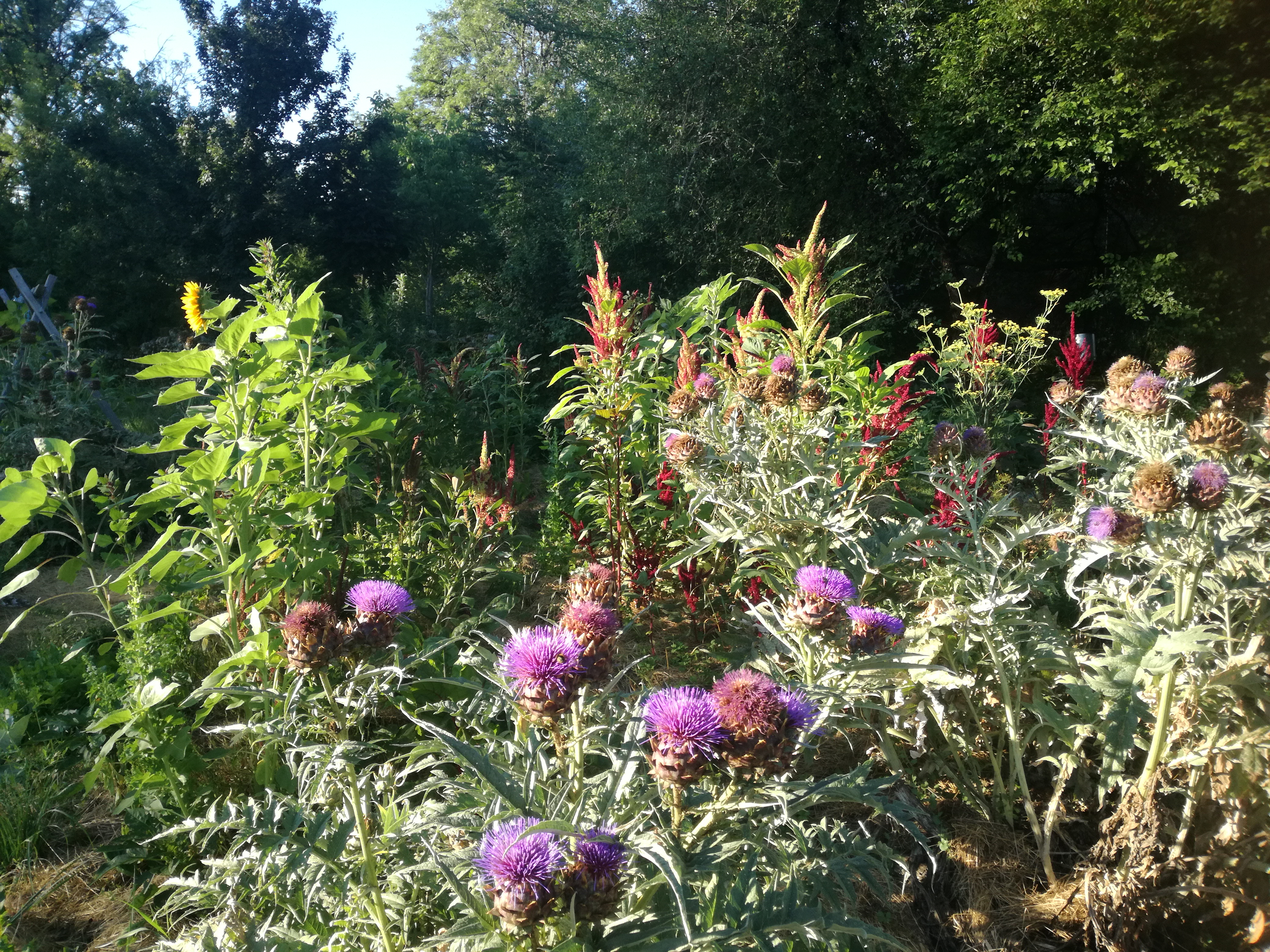 Agriculture syntropique. Le jardin en syntropie de Marieke – Crée ton ...