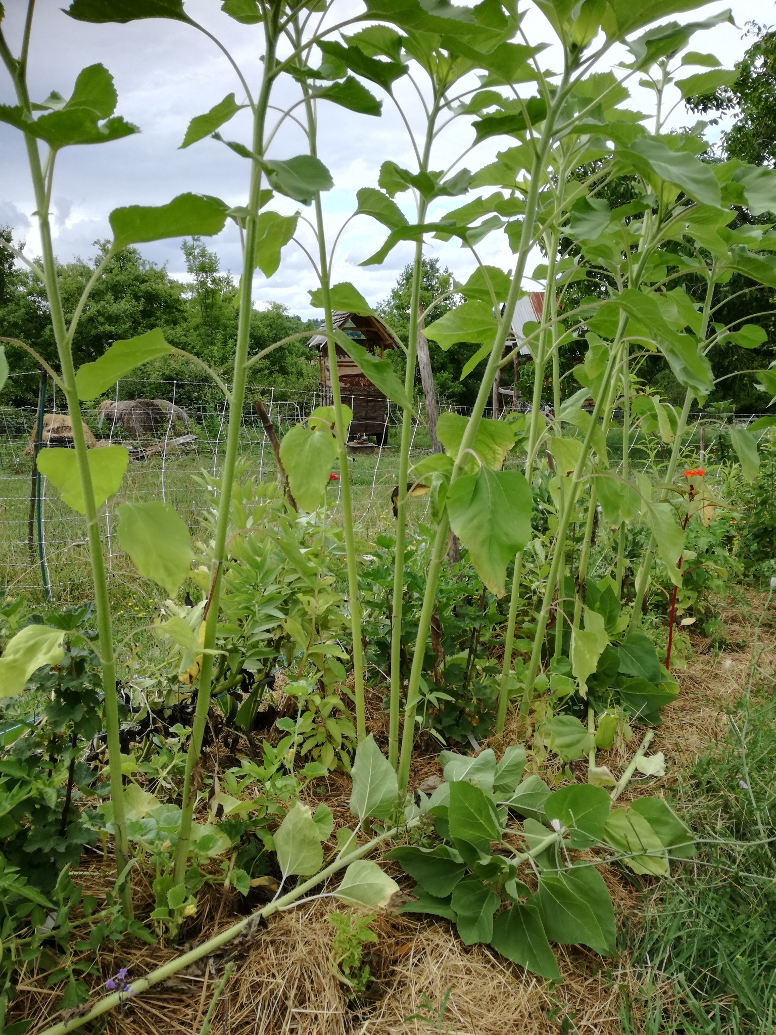 Agriculture syntropique. Le jardin en syntropie de Marieke – Crée ton ...