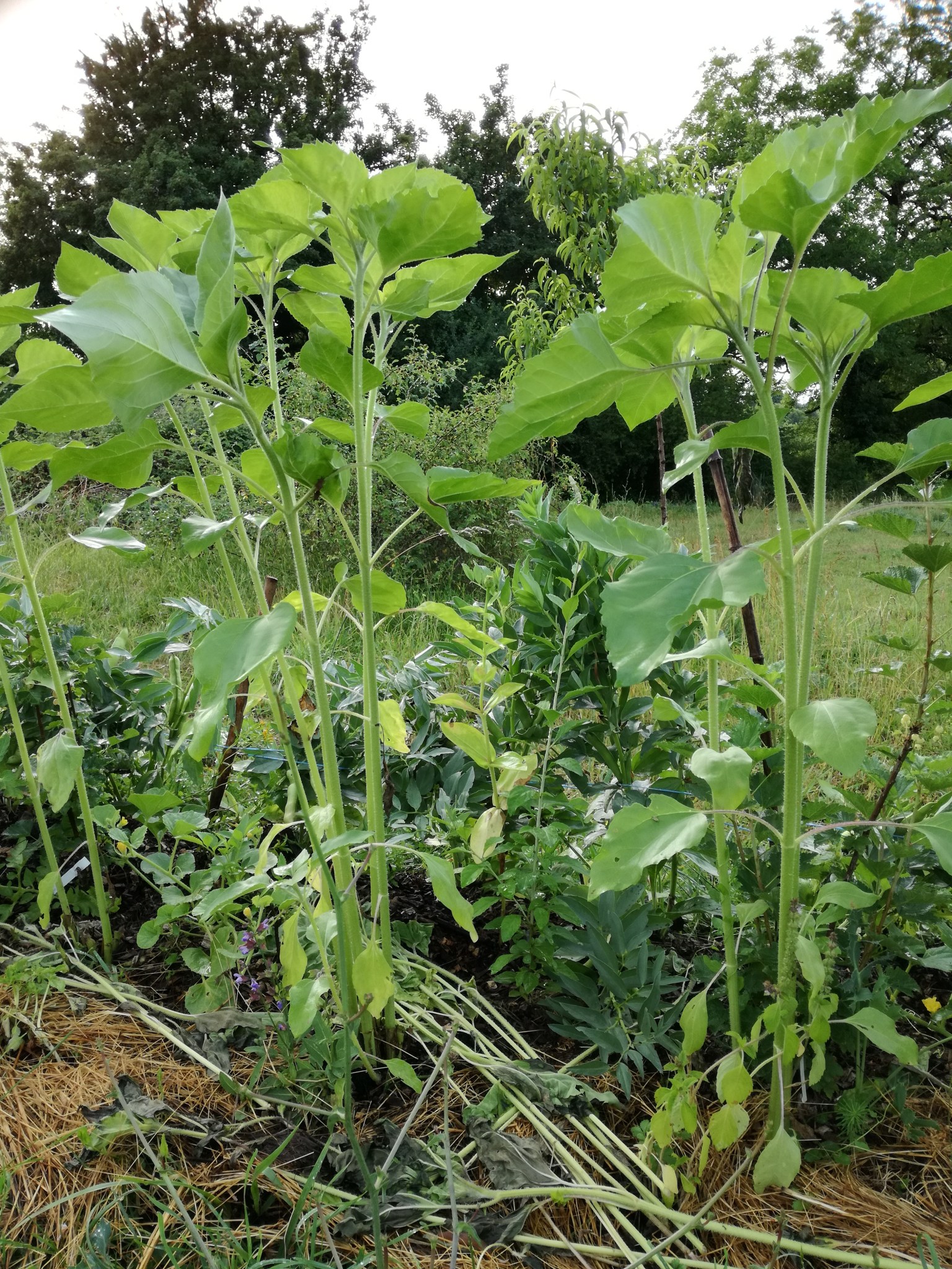 Agriculture syntropique. Le jardin en syntropie de Marieke – Crée ton ...