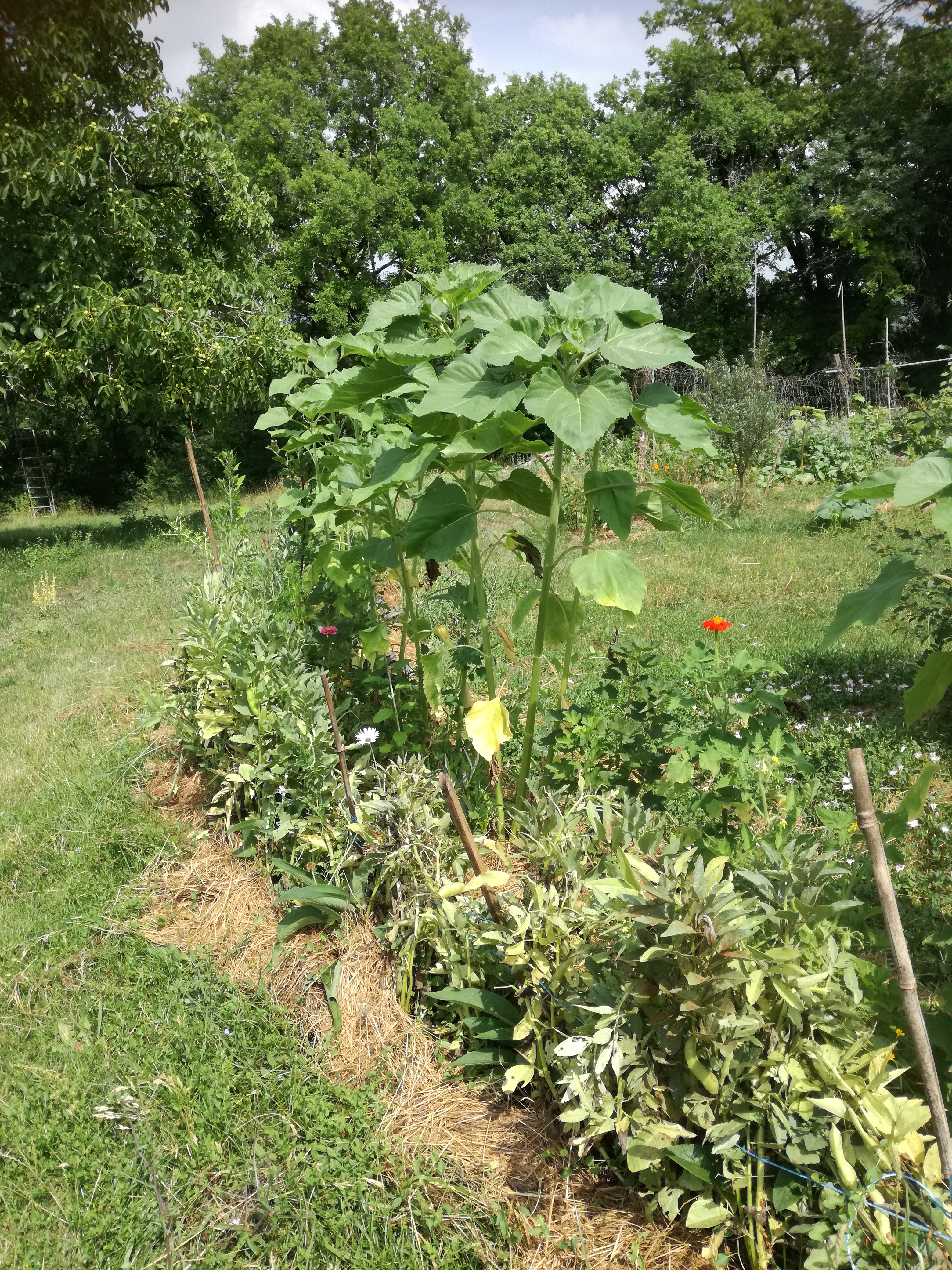 Agriculture syntropique. Le jardin en syntropie de Marieke – Crée ton ...