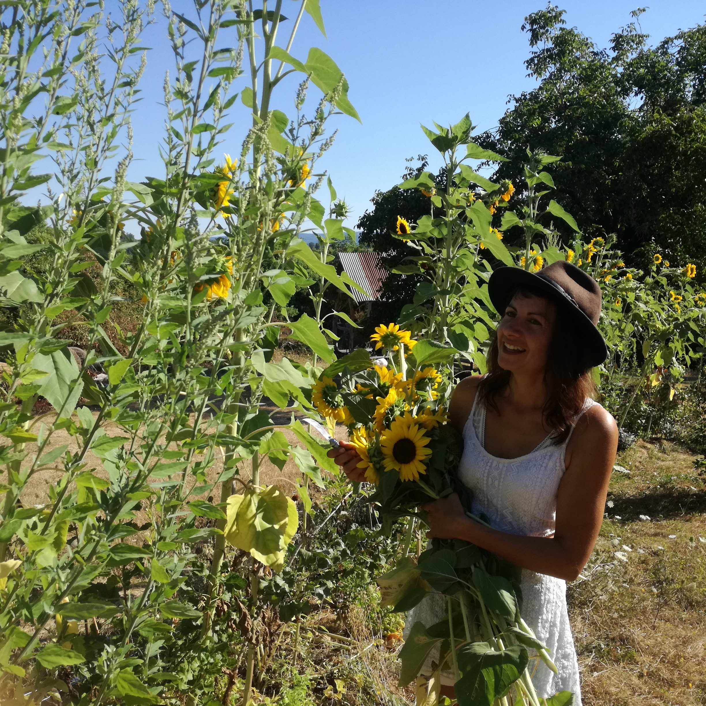 Agriculture syntropique. Le jardin en syntropie de Marieke – Crée ton ...