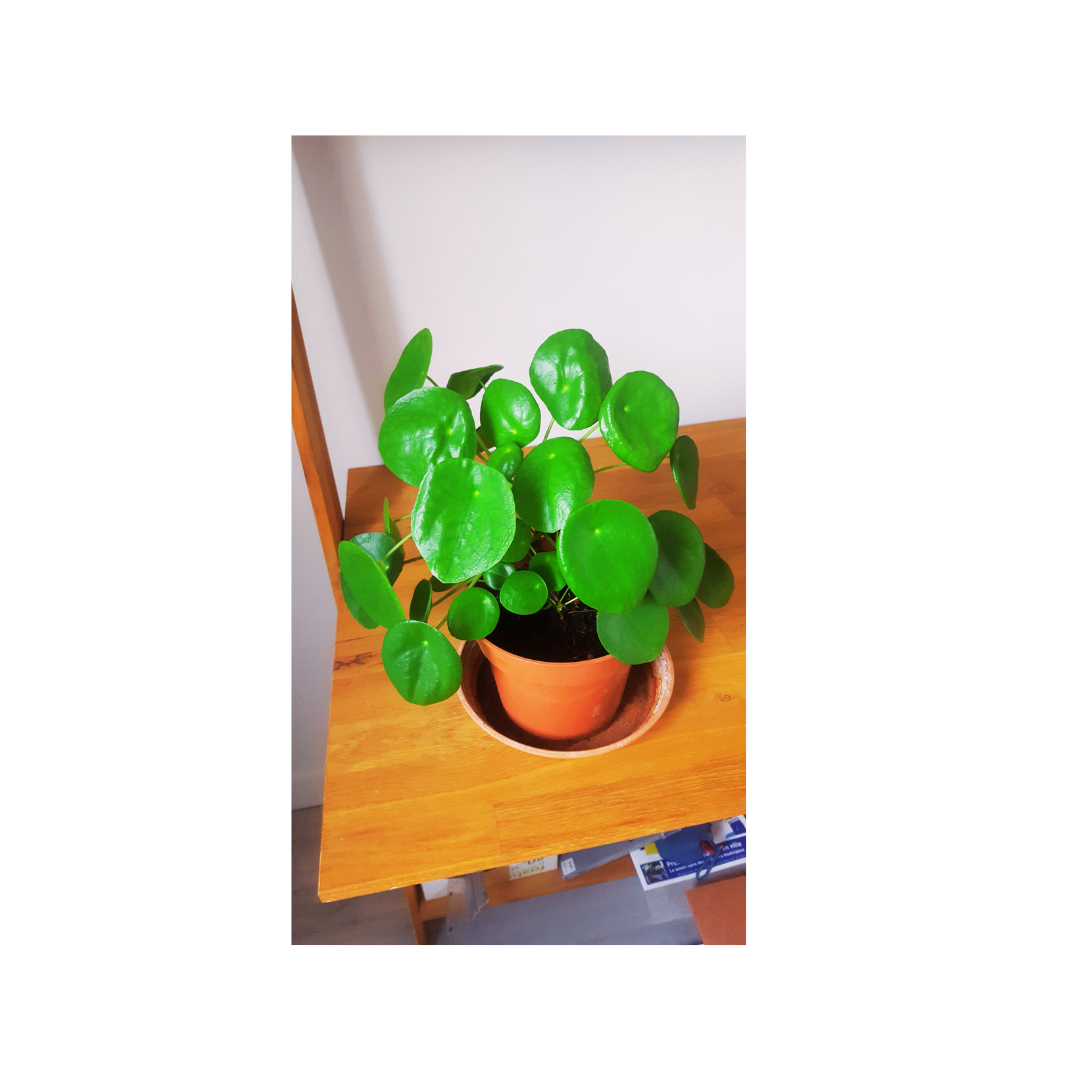 Tout savoir sur le Pilea peperomioides – Crée ton abondance