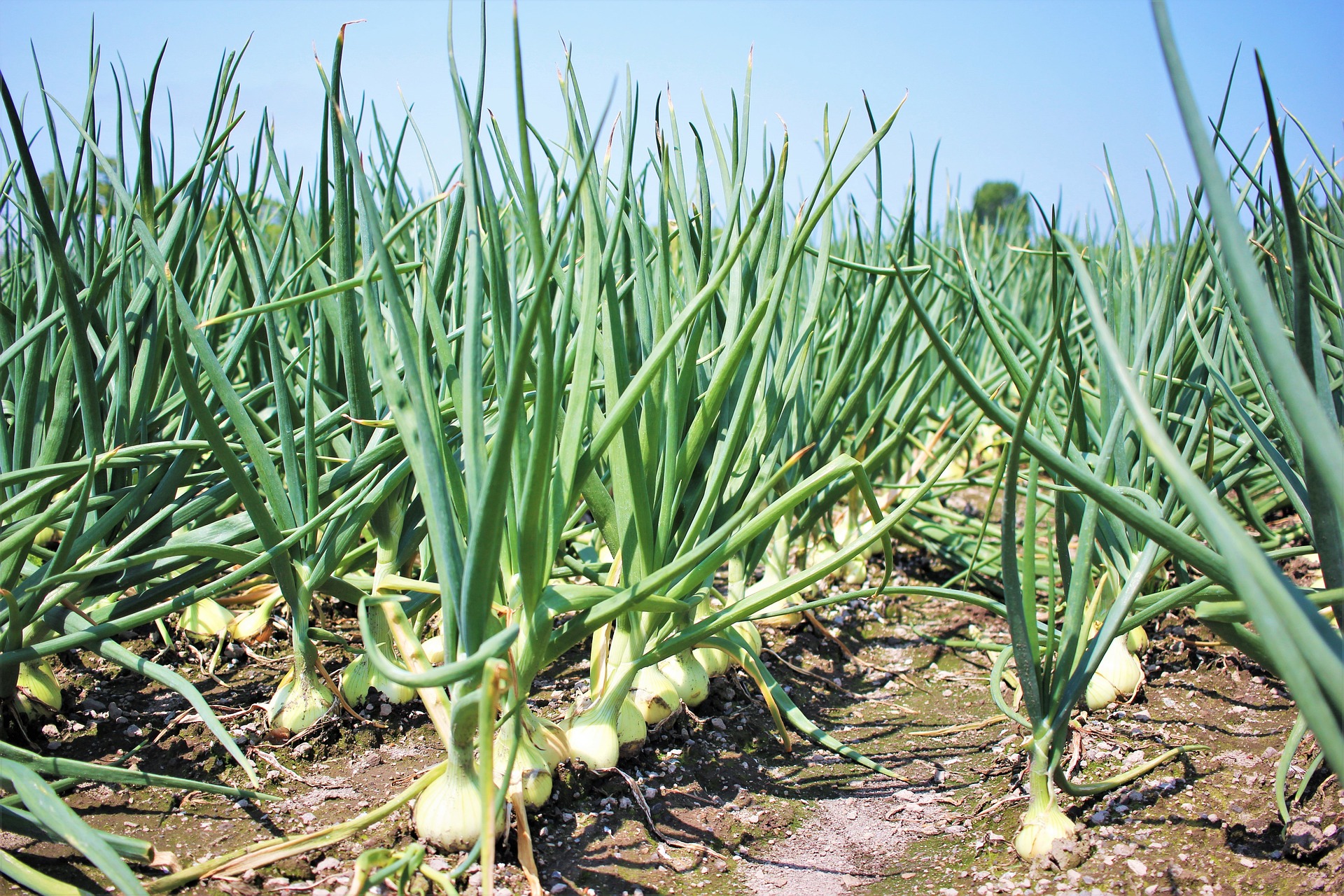 Tout savoir sur l’oignon – Crée ton abondance