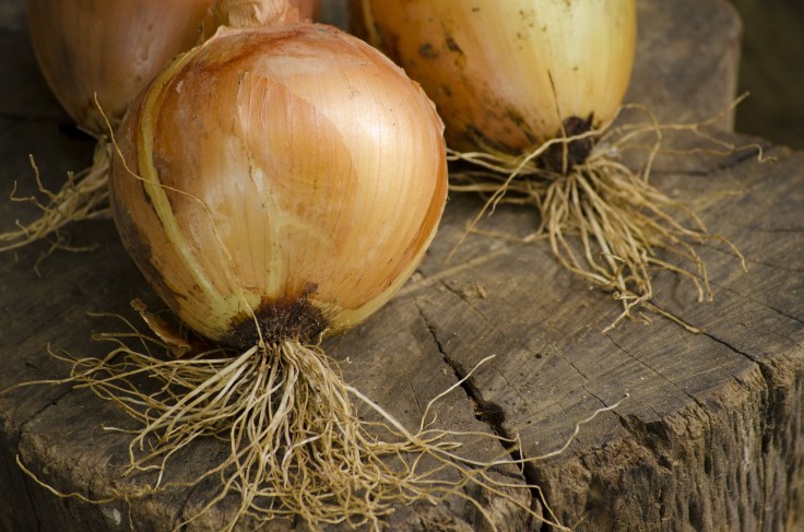 Tout savoir sur l’oignon – Crée ton abondance